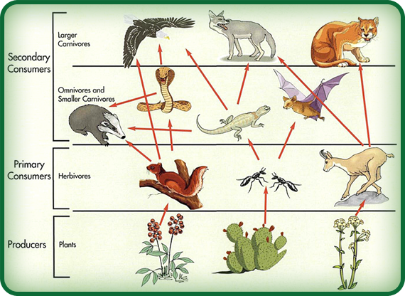 Food Chains and Webs with Graphic Organizers - PowerKnowledge Life Science
