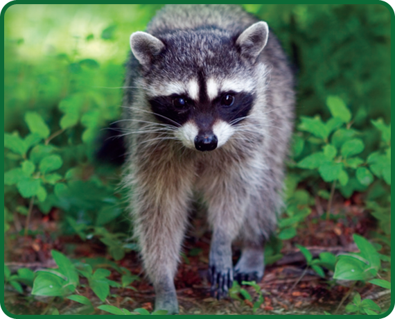 Life Science Animals