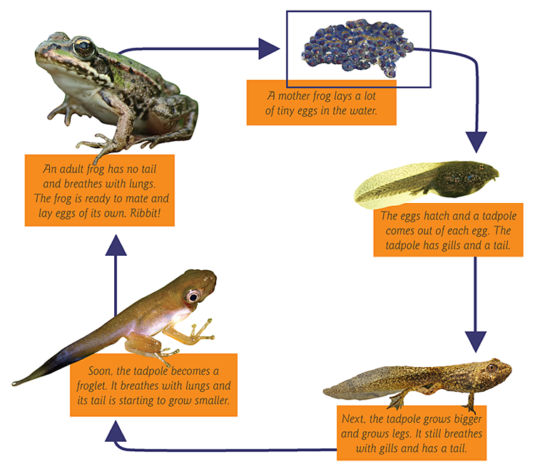 Pond Habitats - PowerKnowledge Life Science