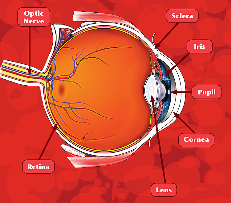 Eyes - PowerKnowledge Life Science