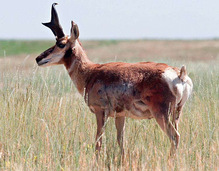 Prairie Animals - PowerKnowledge Life Science